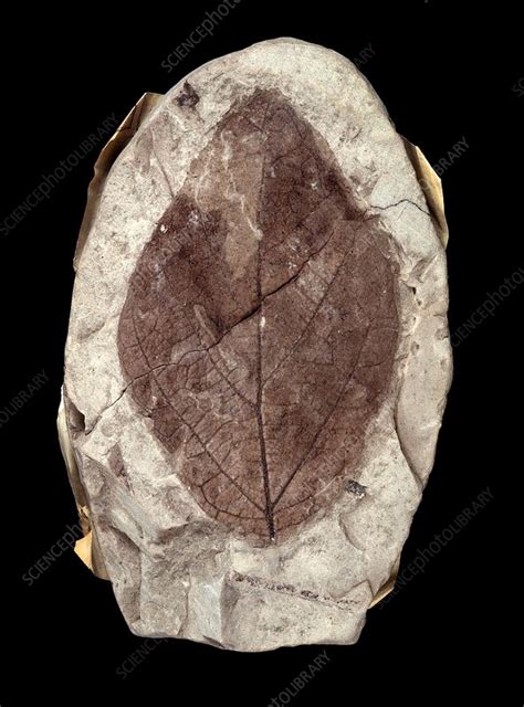Fossil Leaf Stock Image C016 5959 Science Photo Library
