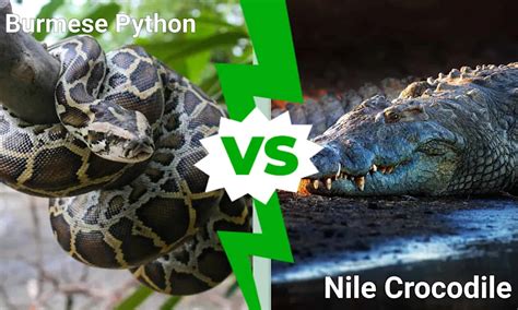 Crocodile Vs Python The Survival Tactic That Tips The Fight Aol