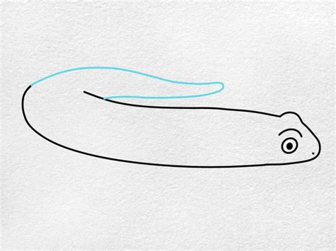 How To Draw A Salamander Helloartsy