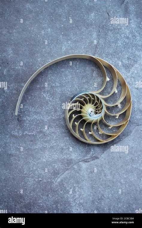 Nautilus Shell Fibonacci Sequence