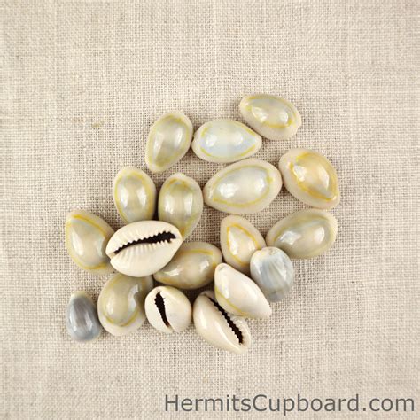 Cowrie Shells For Divination Hermits Cupboard