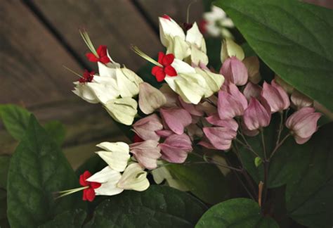 Dicot Flower Examples With Names