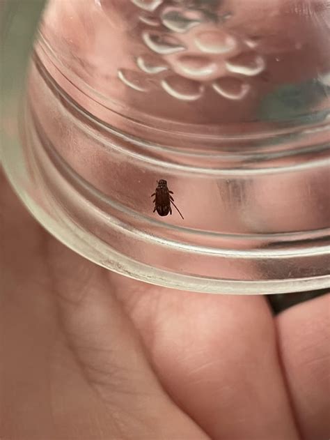 Is This A Tiny Roach Thank You In Advance Reddit Community I Had Him In A Jar In The Fridge