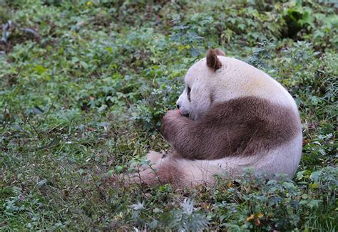 Meet Qizai The Worlds Only Brown Panda Alive Who Was Abandoned By