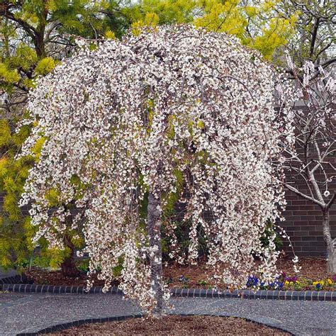 Small Weeping Trees With Berries 20 Best Types Of Weeping Trees