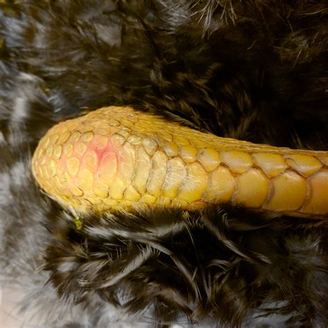 Infectious Synovitis In Chickens Signs Treatment And Prevention