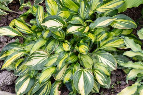 Hosta ‘rainbows End Sklep Hosta Bea
