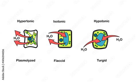 Vector Illustration Of Osmosis Effect On Plant Cellsdifference Between