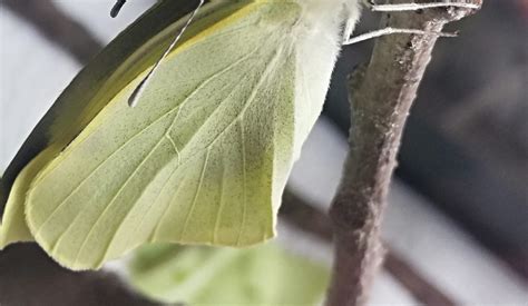 Koolwitjes In De Klas De Kornuit