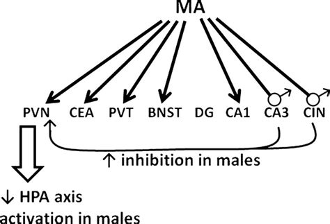 Sex Differences In Activation Of The Hypothalamic Pituitary Adrenal Axis By Methamphetamine