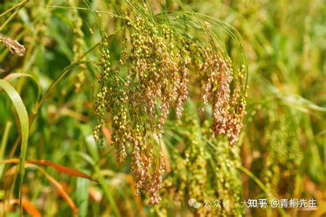 酒中之王：黍米黄酒。 知乎