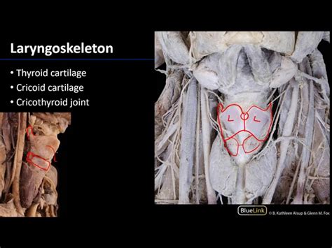 Cricothyroid Cadaver Anatomical Variations Of The Recurrent Laryngeal