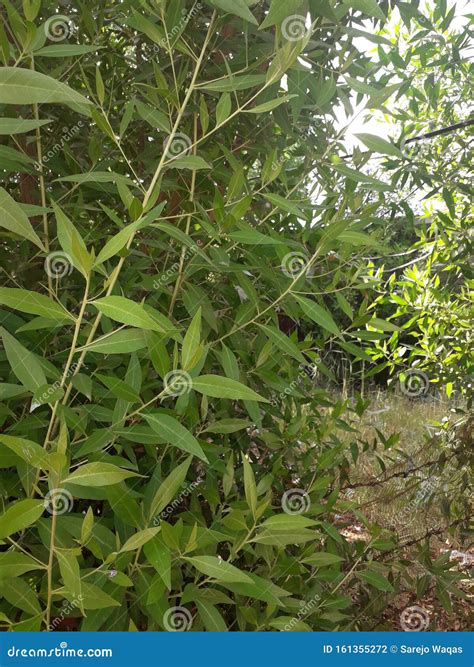 Latest Vertical Green Tree With Sharp Leaves Background Plants Photography Image 2019 Stock