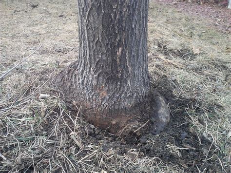 Is This A Girdling Root