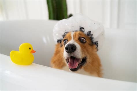 Toelettatura Cani Come E Quando Farla