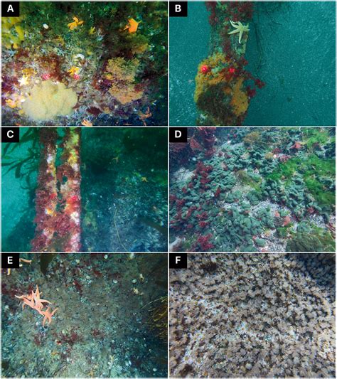 Frontiers Taxonomic And Functional Diversity Of Subtidal Benthic