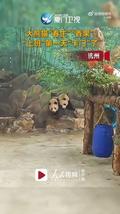 【萌寵】著急「營業」！杭州大熊貓春生香果第一天「上班」就卡門 Youtube