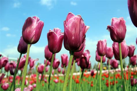 Tulip By 华 金 500px