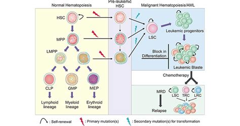 Hematopoiesis Leukemia