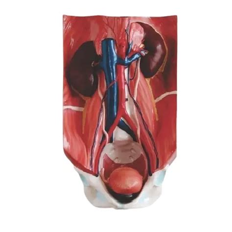 Nasco Urinary System Model At Best Price