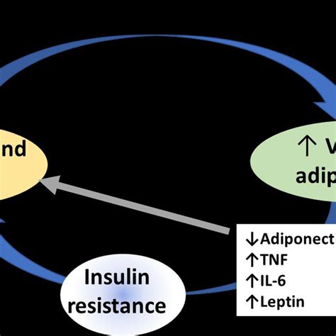 The Vicious Cycle Between Androgen Excess And Abdominal Adiposity Dark