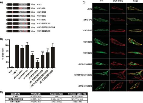 Identification Of The Importance Of Glu 25 And Glu 28 In Rcnt2 Surface