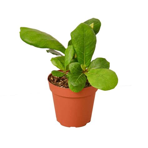 Ppc International Llc Fiddle Leaf Fig Ficus Lyrata Plant In 4 In Grower Pot 4 Ficus Lyrata