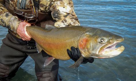 A Lahontan Cutthroat Trout