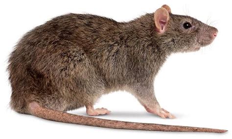 Como Saber Se O Rato Foi Embora Braincp