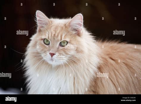 Cream Mackerel Tabby White Hi Res Stock Photography And Images Alamy