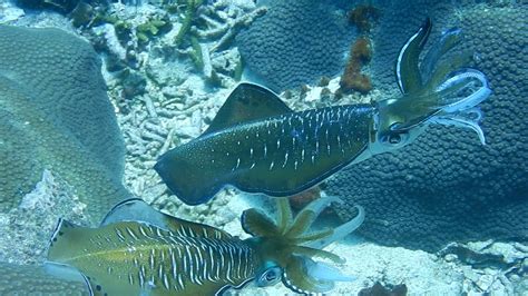 Squids Having Sex And Other Squids Watching Gua Rajawali Pulau