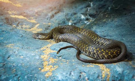 Inland Taipan Bite Why It Has Enough Venom To Kill 289 Humans And How To