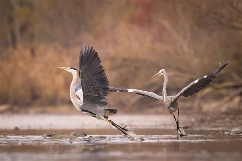 Herons In Motion