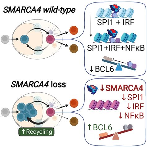 Smarca4 Is A Haploinsufficient B Cell Lymphoma Tumor Suppressor That