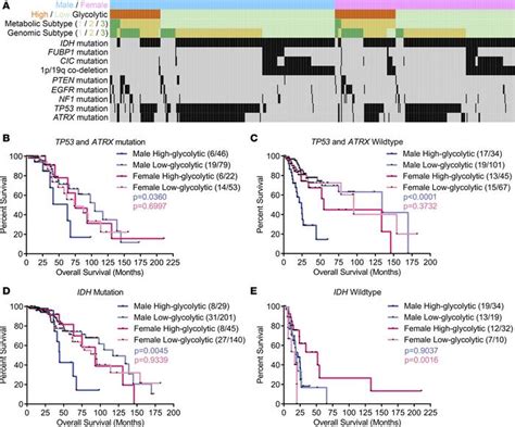 Jci Insight Sexual Dimorphism In Glioma Glycolysis Underlies Sex
