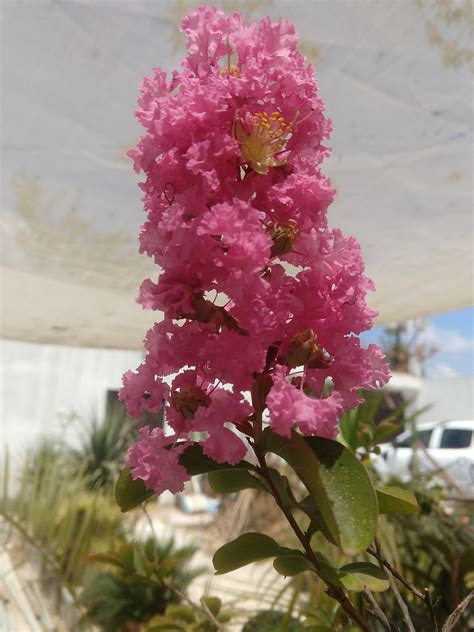 Bunga Merah Muda Awan Foto Gratis Di Pixabay Pixabay