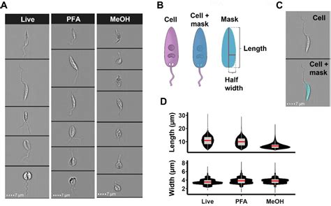 Leishmania Promastigote