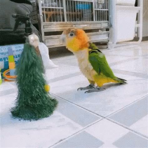 Bird Parrot  Bird Parrot Dance Discover And Share S