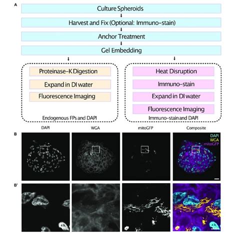 Workflow Of The Expansion Microscopy Protocols Demonstrated Here For