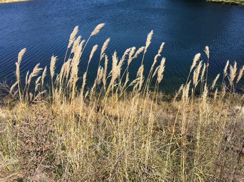 Premium Photo High Angle View Of Grass On Beach