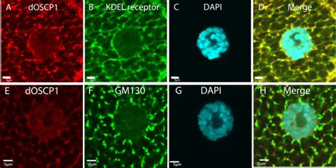 Golgi Apparatus Localization Of Doscp1 Salivary Gland Third Instar