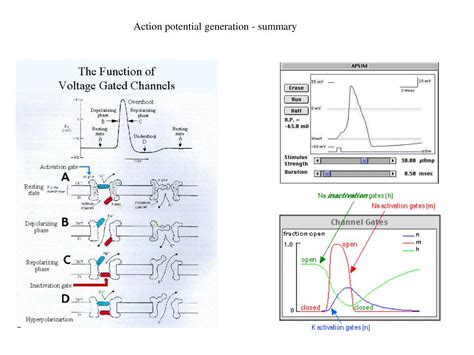 Ppt Membrane Potential Powerpoint Presentation Free Download Id