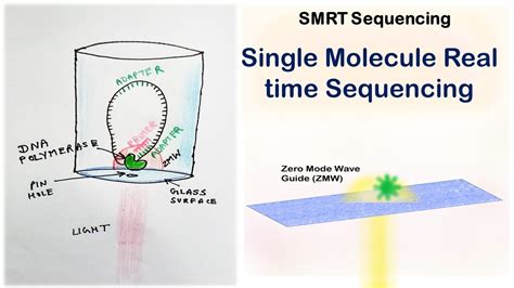 Smrt Single Molecule Real Time Sequencing Youtube