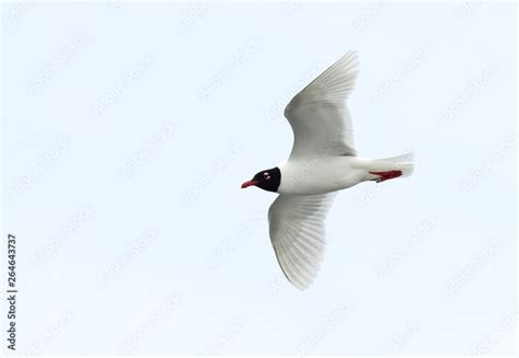 Summer Plumage Adult Mediterranean Gull Ichthyaetus Melanocephalus