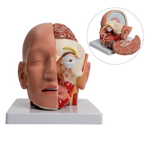 Human Brain Anatomy Model Anatomical Brain Model Shows Brainstem
