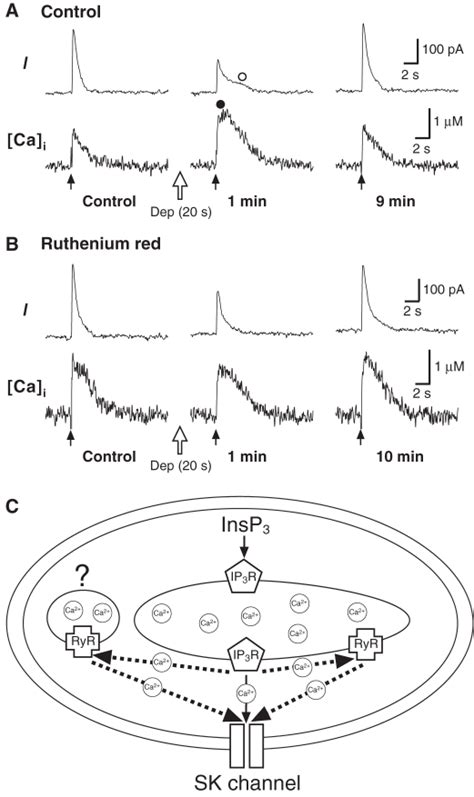 Prolonged Depolarization Added A Cicr Mediated Component To Insp 3