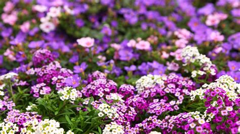Purple Flower Ground Cover Perennial