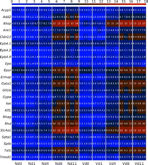 Heatmap Of Hepatic Expression Profiles Of Erythropoiesis Involved