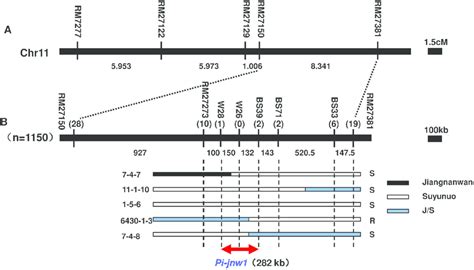 Fine Mapping Of Pi Jnw1 A A Total Of 47 Recombinant Plants Were