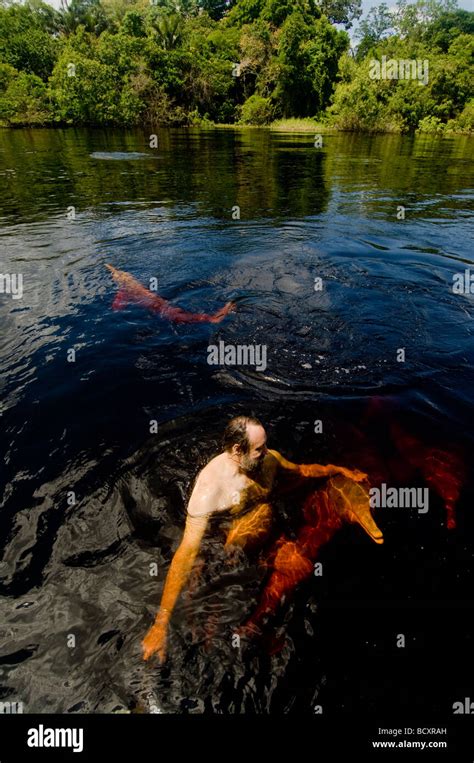 Schwimmen Mit Dem Amazonas Rosa Delphin Inia Geoffrensis Auch Im